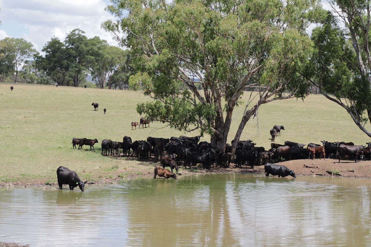 Macquarie tests market for Paraway Pastoral Company in potential ...